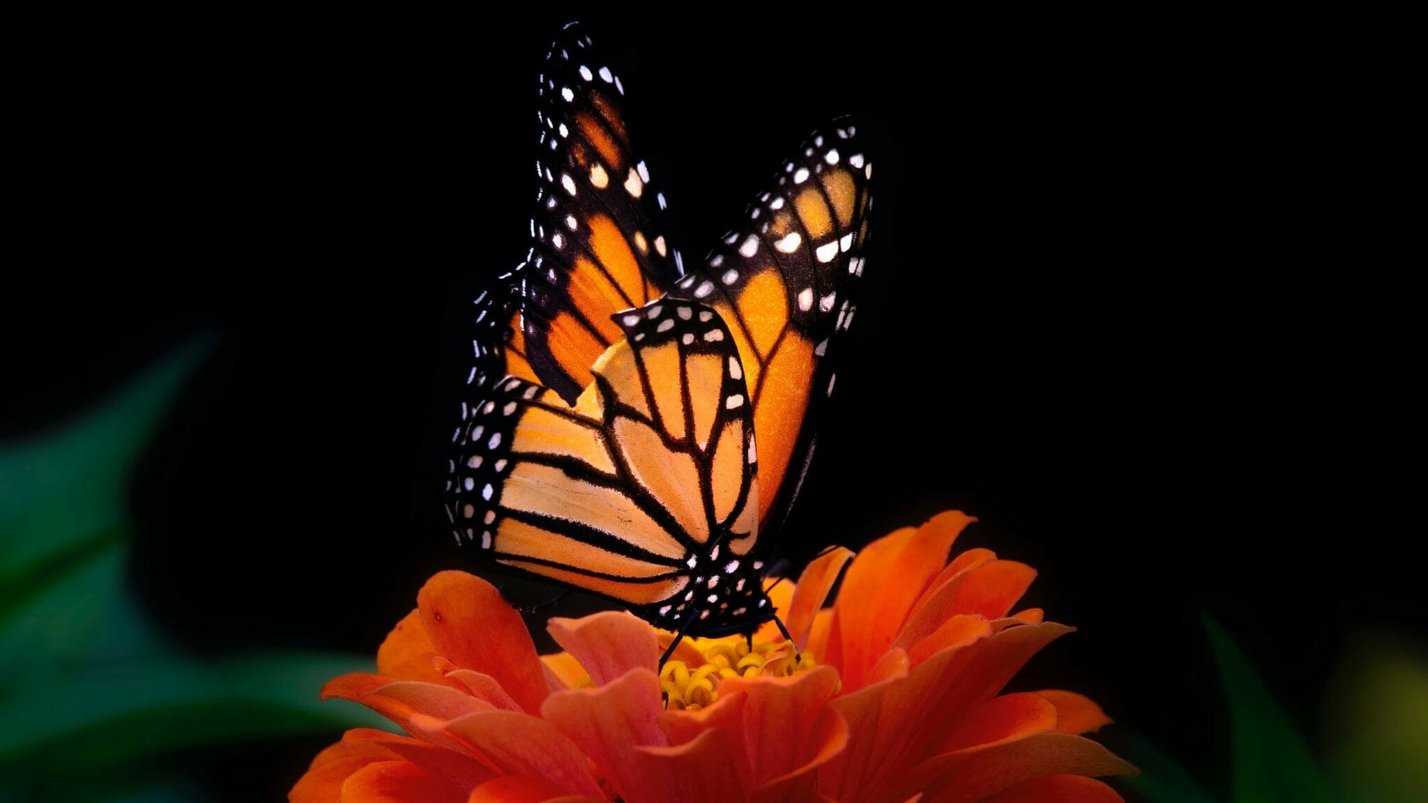Tenison Park Pollinator Garden - Hollywood / Santa Monica Neighborhood ...