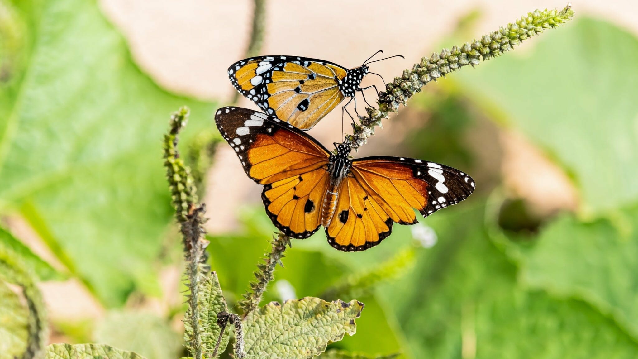 Tenison Park Pollinator Garden - Hollywood / Santa Monica Neighborhood ...